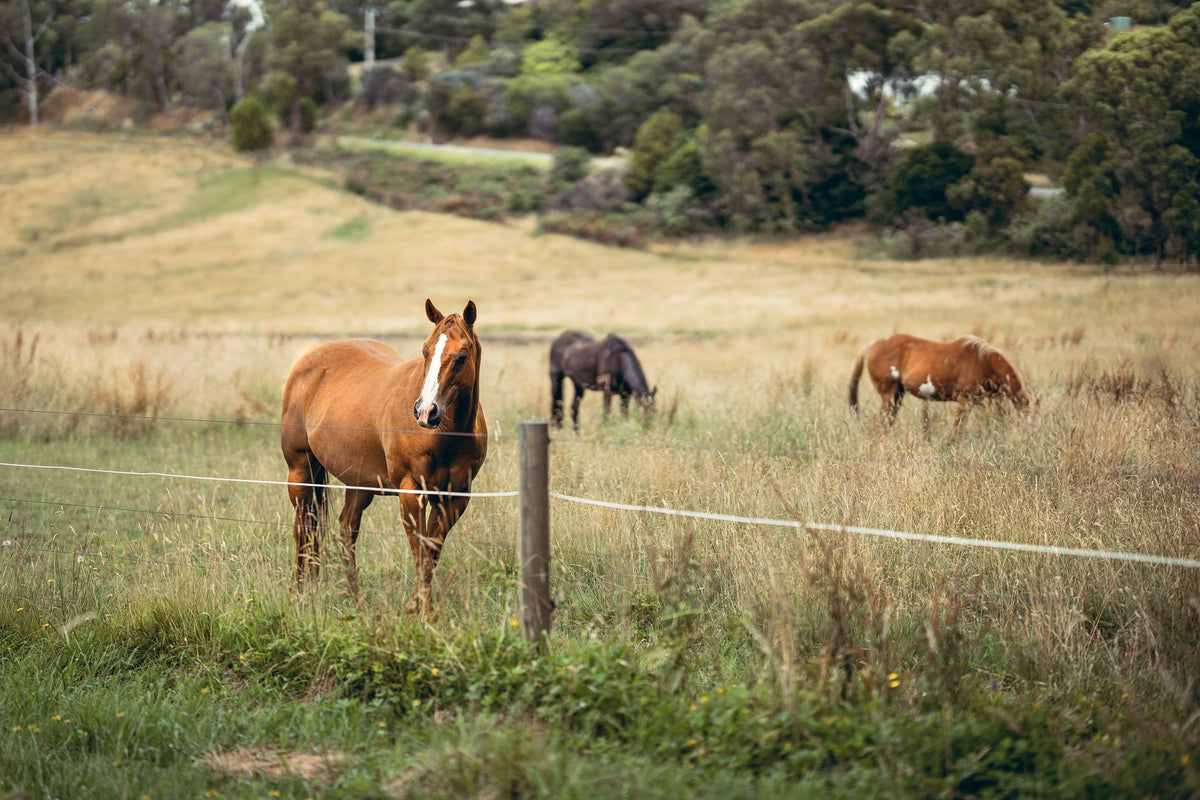 TOP 5 Tips for summer paddock care — Welland Valley Feeds Ltd