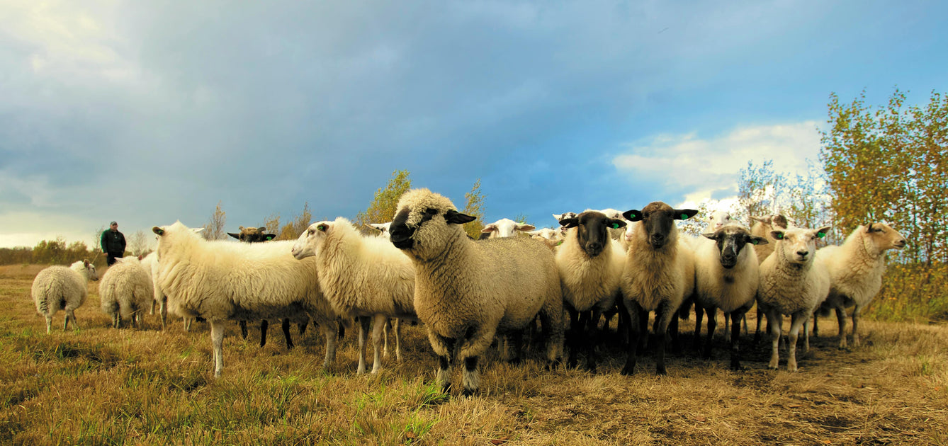 Fly Strike In Sheep And How To Prevent It — Welland Valley Feeds Ltd